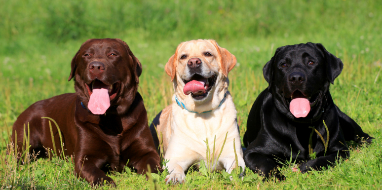 ¿Cómo evitar que tu casa huela a perro?